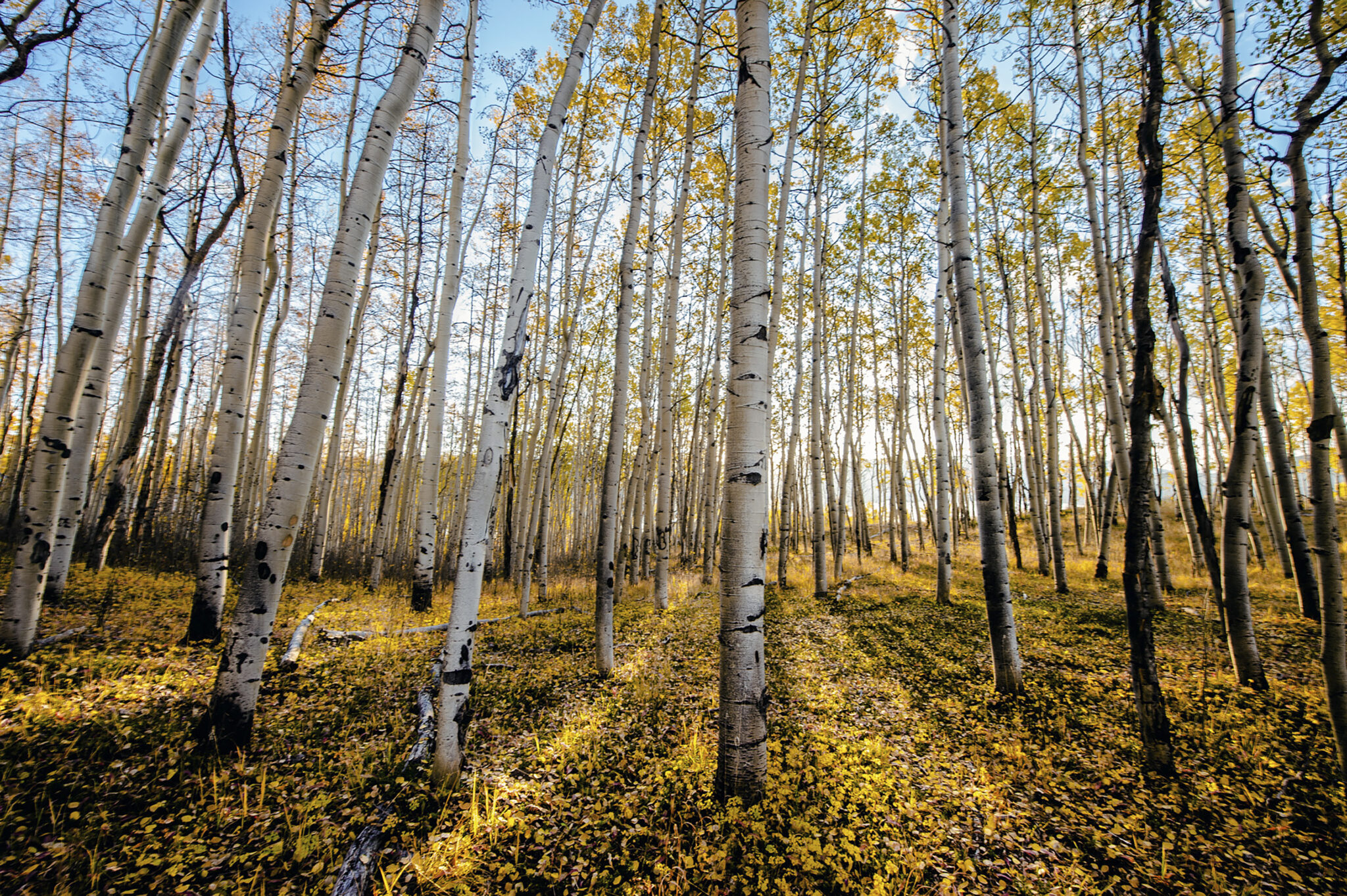 Fall Foliage in the Forecast - Yellowstone Teton Territory